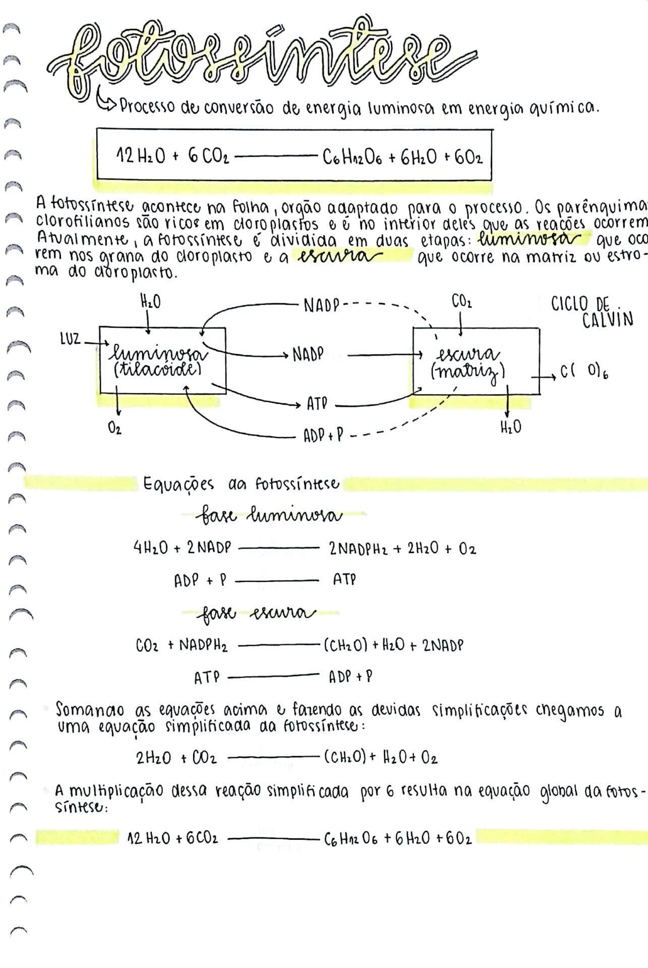 Fotossíntese: o que é, como acontece, resumo e etapas
