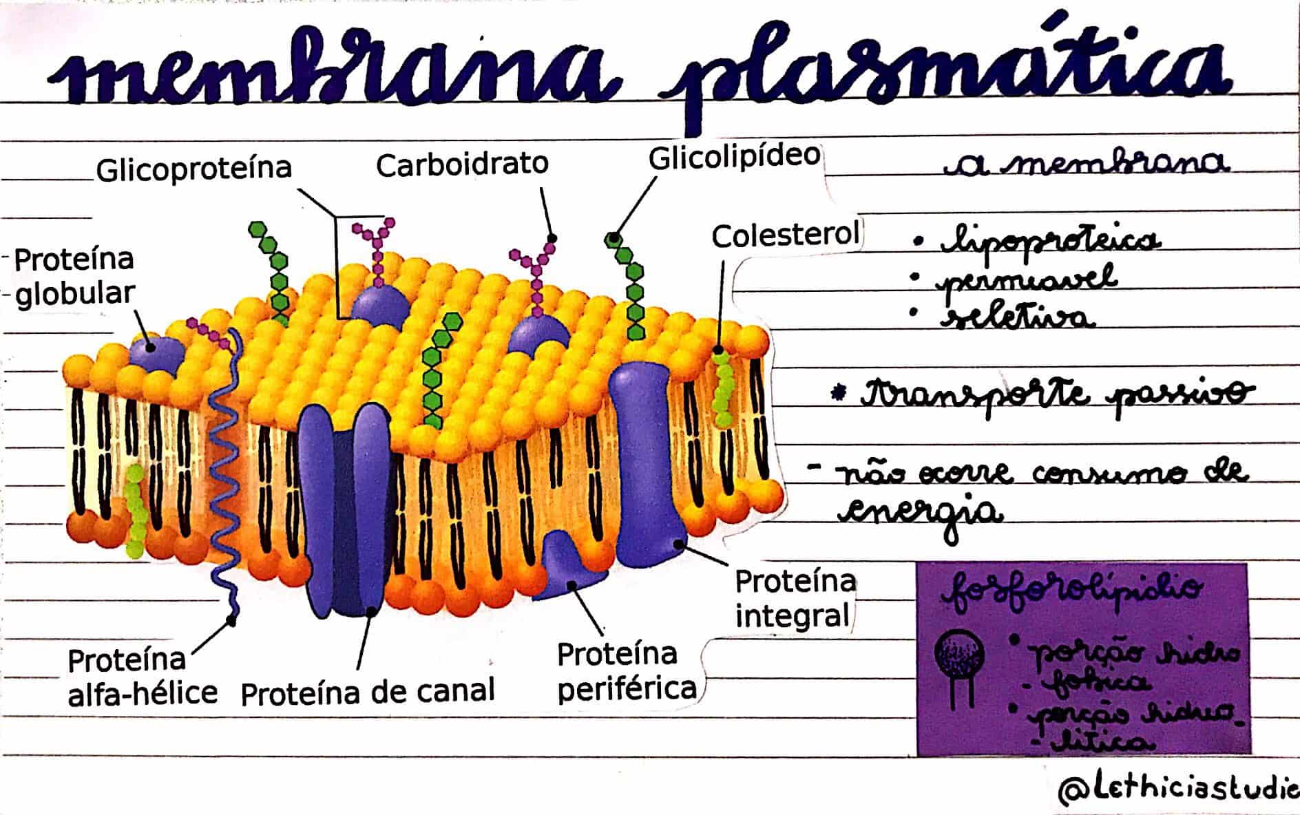 Membrana Plasmática ou Celular: função, características, resumo